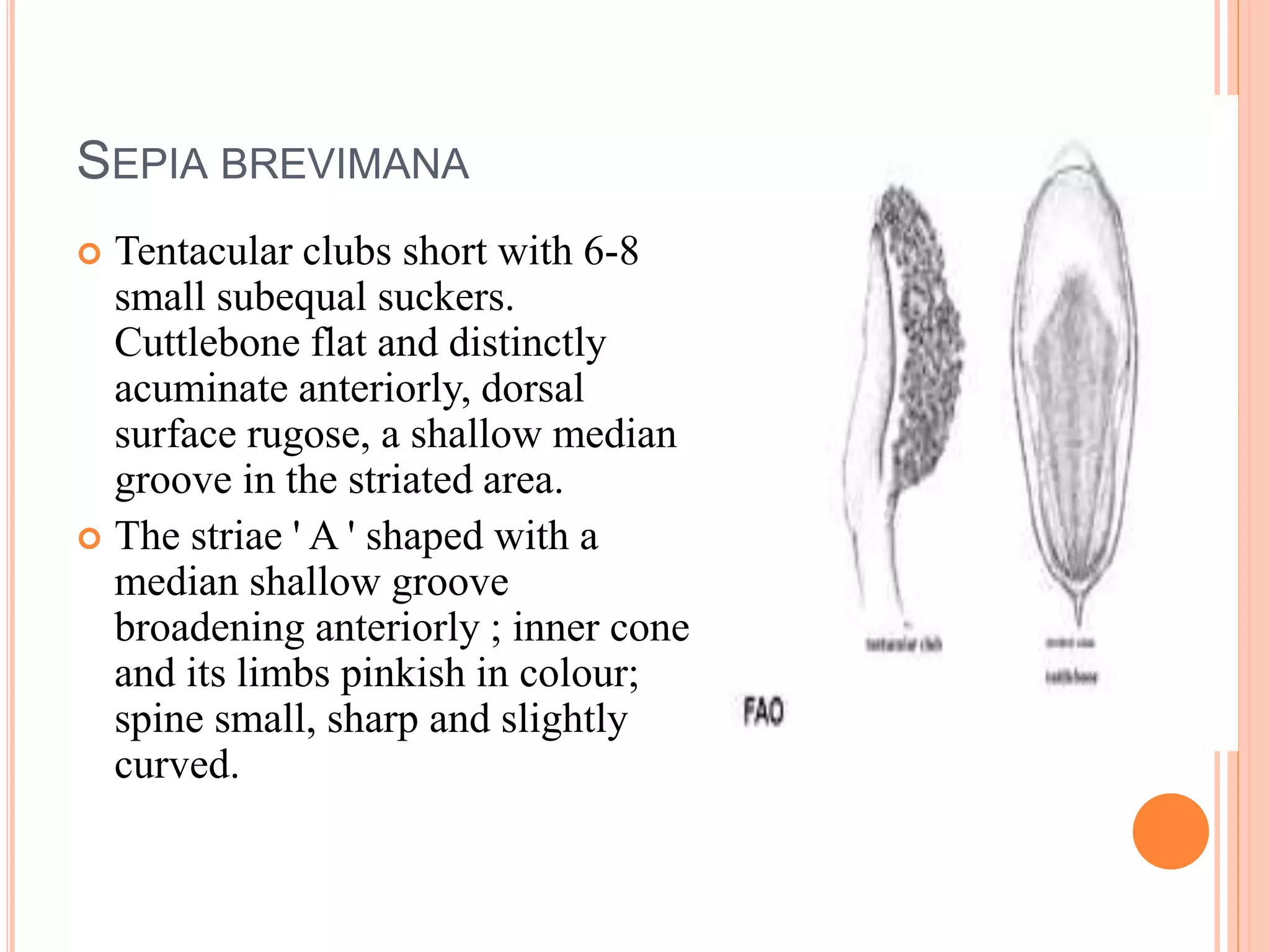 Cephalopod taxonomy | PPTX