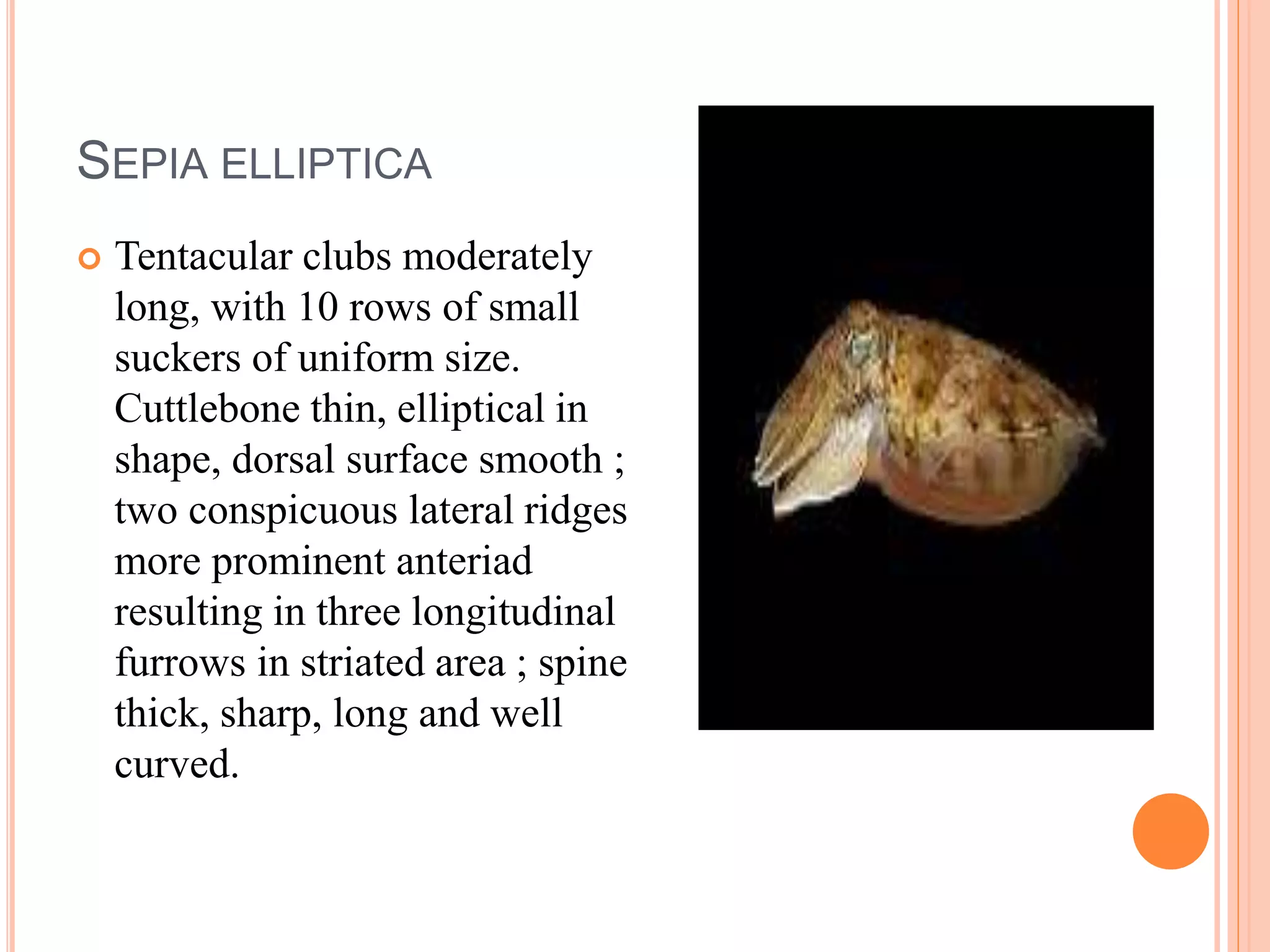 Cephalopod taxonomy | PPTX
