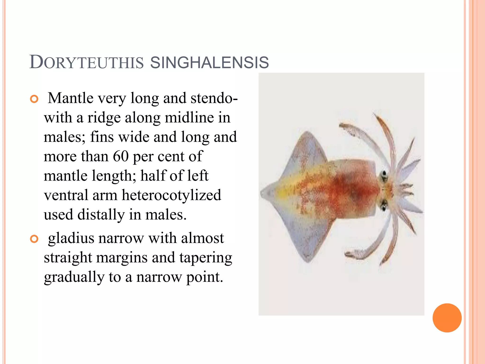 Cephalopod taxonomy | PPTX