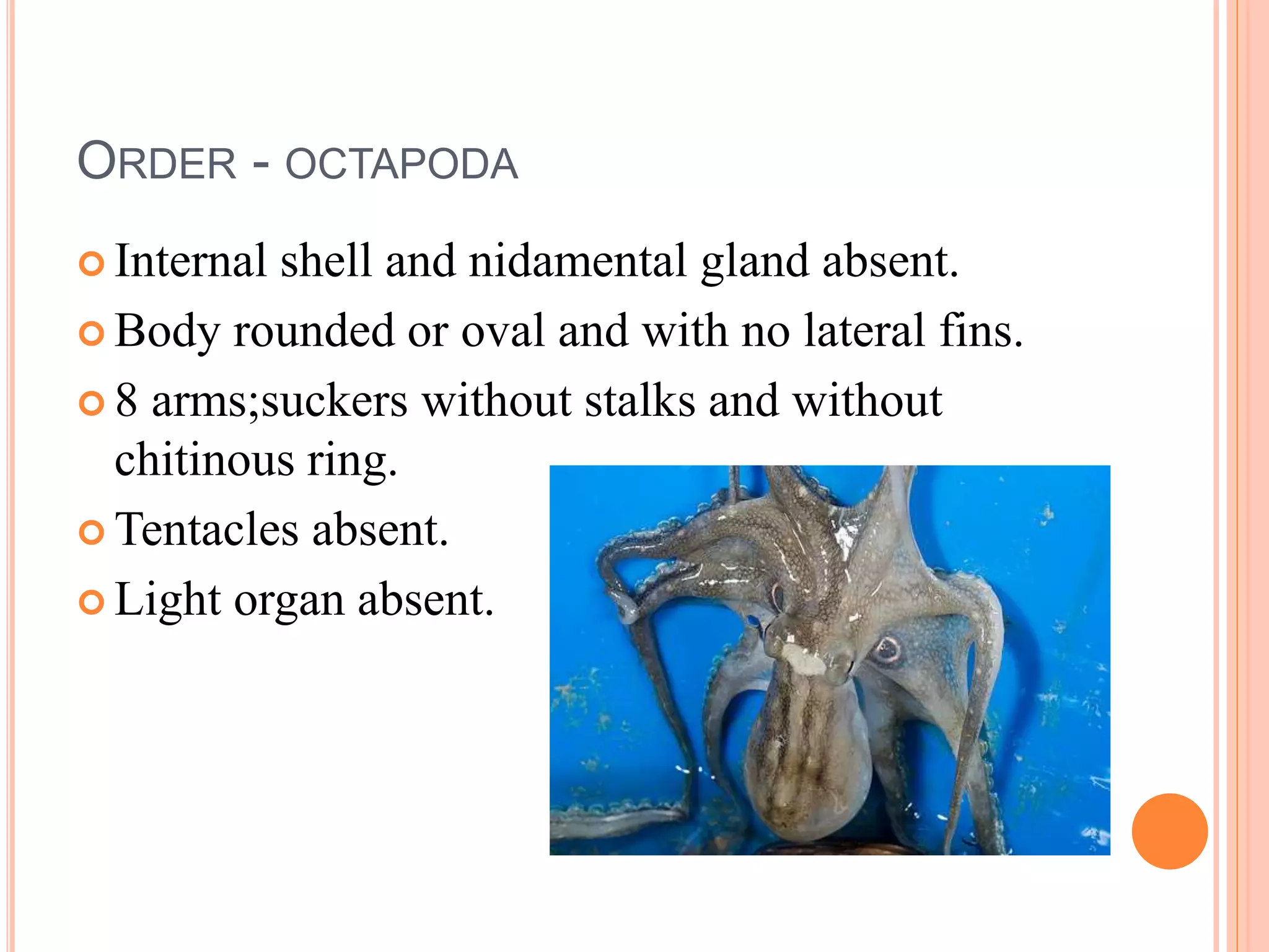 Cephalopod taxonomy | PPTX