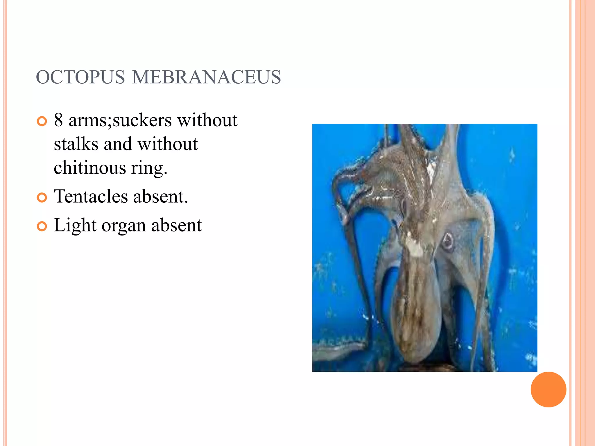 Cephalopod taxonomy | PPTX