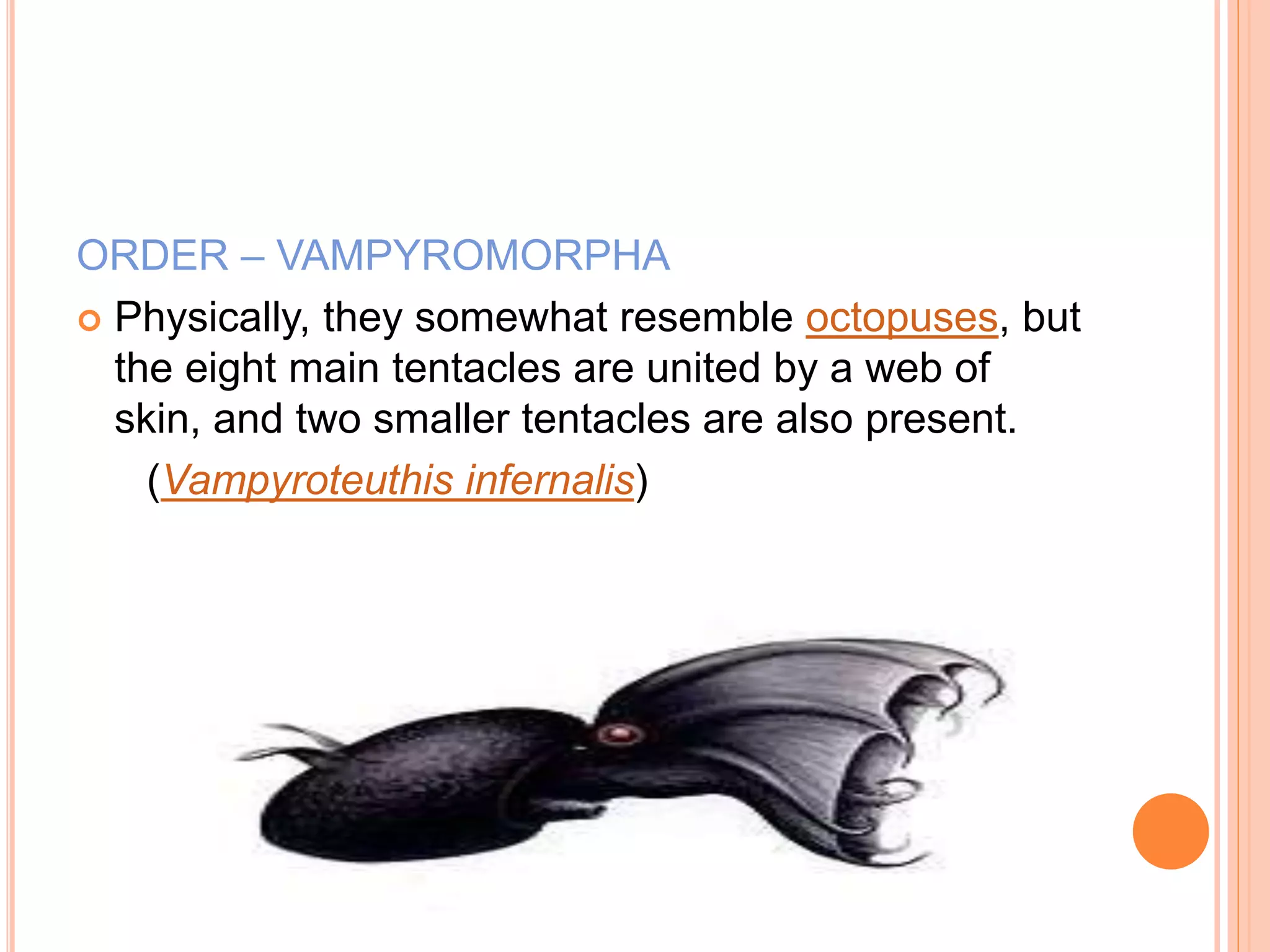 Cephalopod taxonomy | PPTX