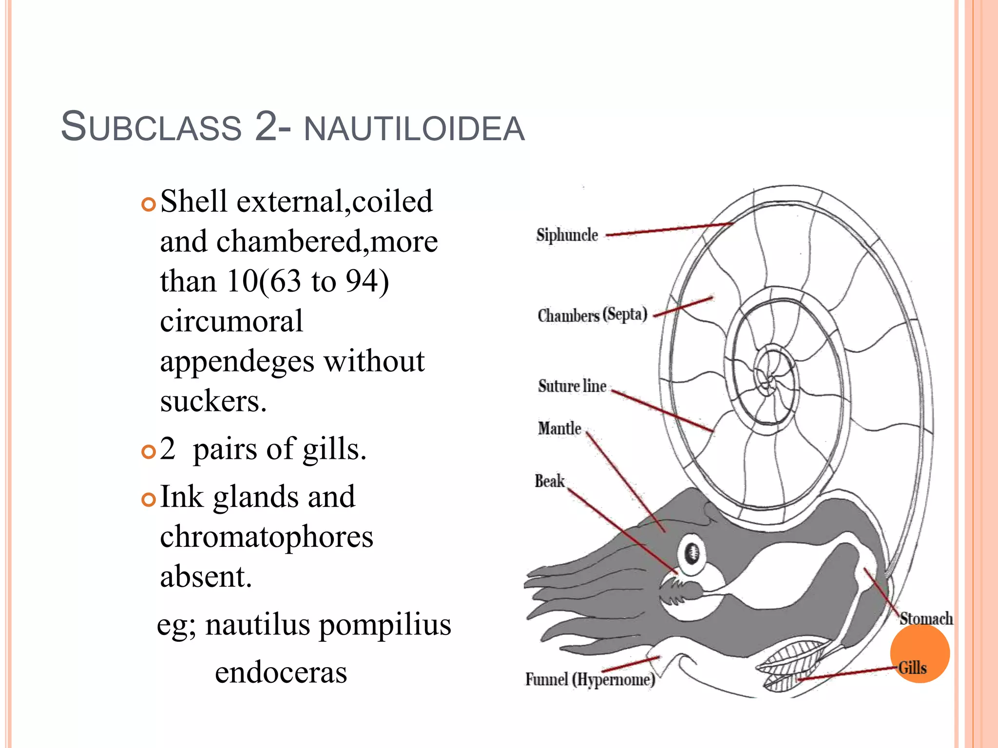 Cephalopod taxonomy | PPTX