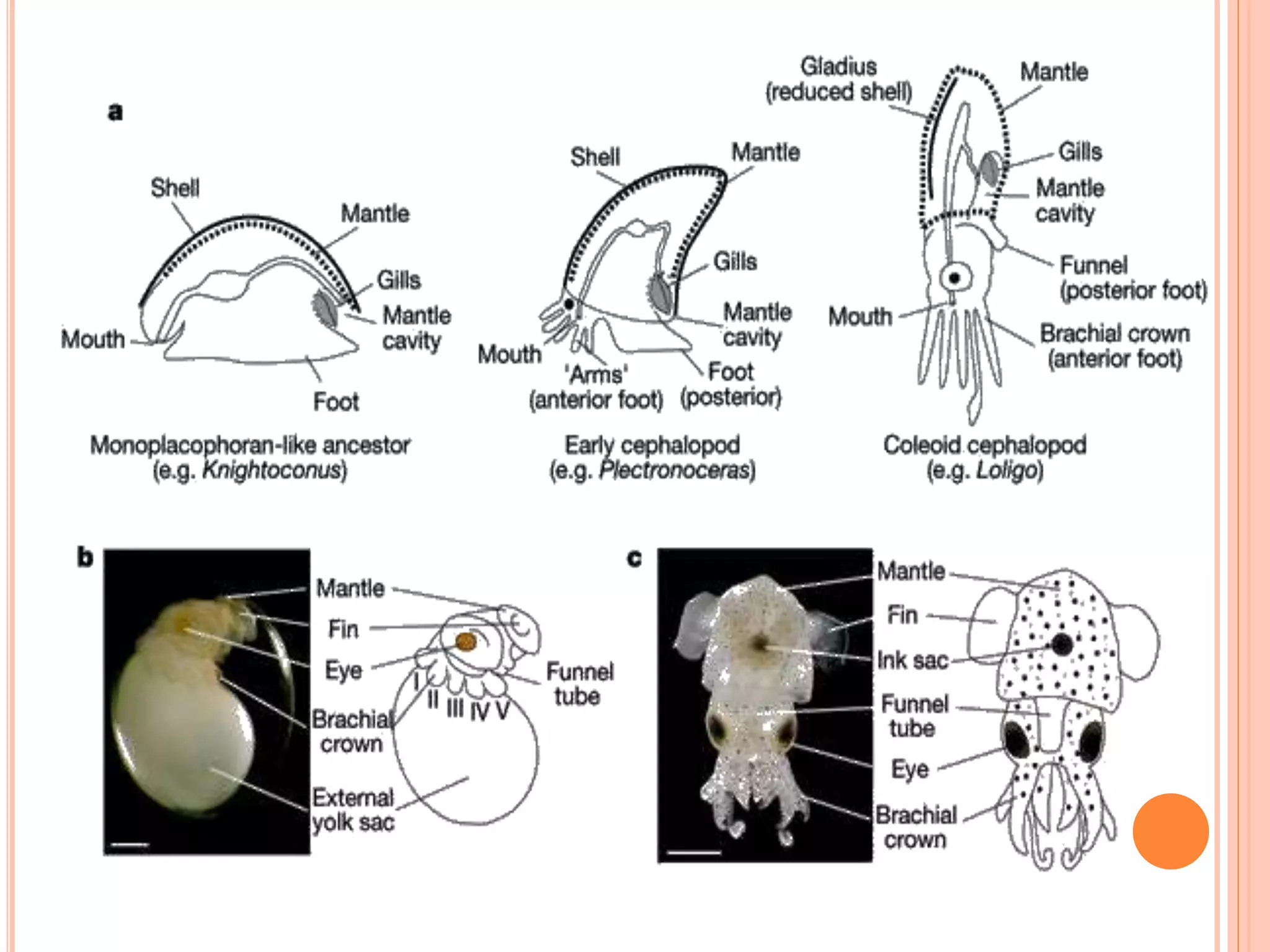 Cephalopod taxonomy | PPTX