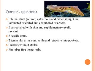 Cephalopod taxonomy | PPT