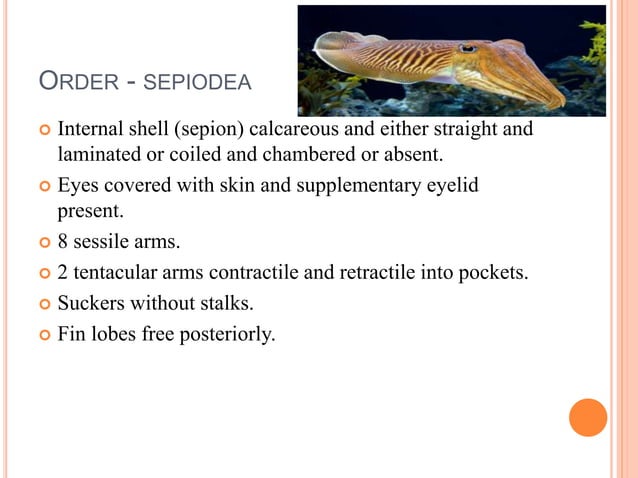 Cephalopod taxonomy | PPT