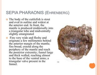 Cephalopod taxonomy | PPTX