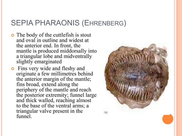 Cephalopod taxonomy | PPT