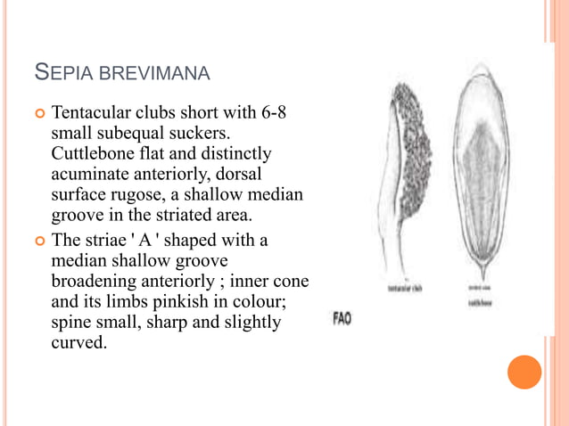 Cephalopod taxonomy | PPT