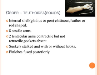 Cephalopod taxonomy | PPT