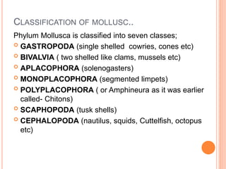Cephalopod taxonomy | PPT