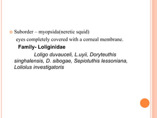 Cephalopod taxonomy | PPT