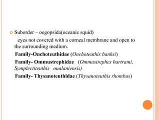 Cephalopod taxonomy | PPT