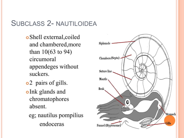 Cephalopod taxonomy | PPT