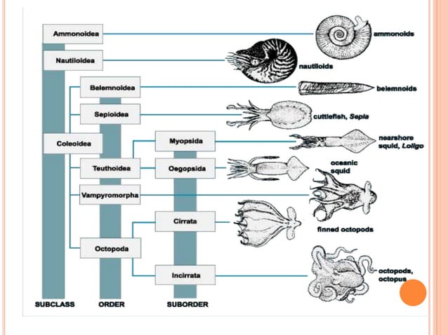 Cephalopod taxonomy | PPT