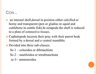 Cephalopod taxonomy | PPT