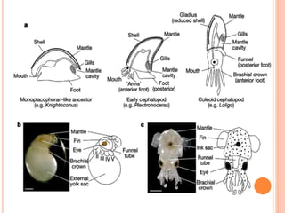 Cephalopod taxonomy | PPT