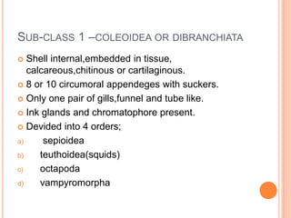 Cephalopod taxonomy | PPT