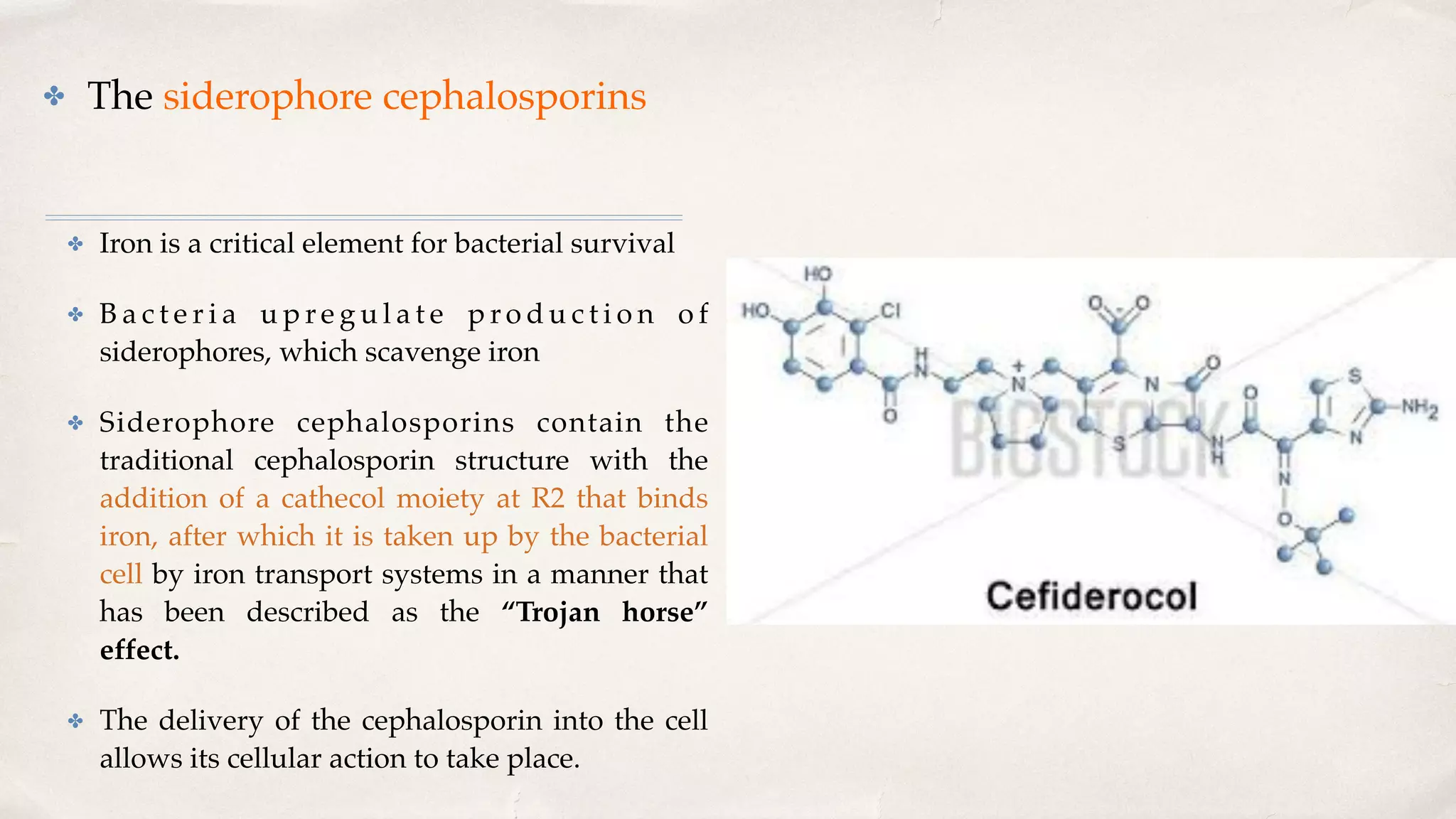 Cephalosporin | PPT