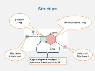 Cephalosporin | PPT
