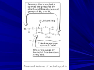 Cephalosporins | PPT