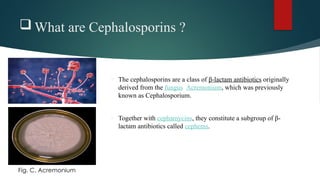 Explanation about Cephalosporins(C.Acremonium) | PPTX