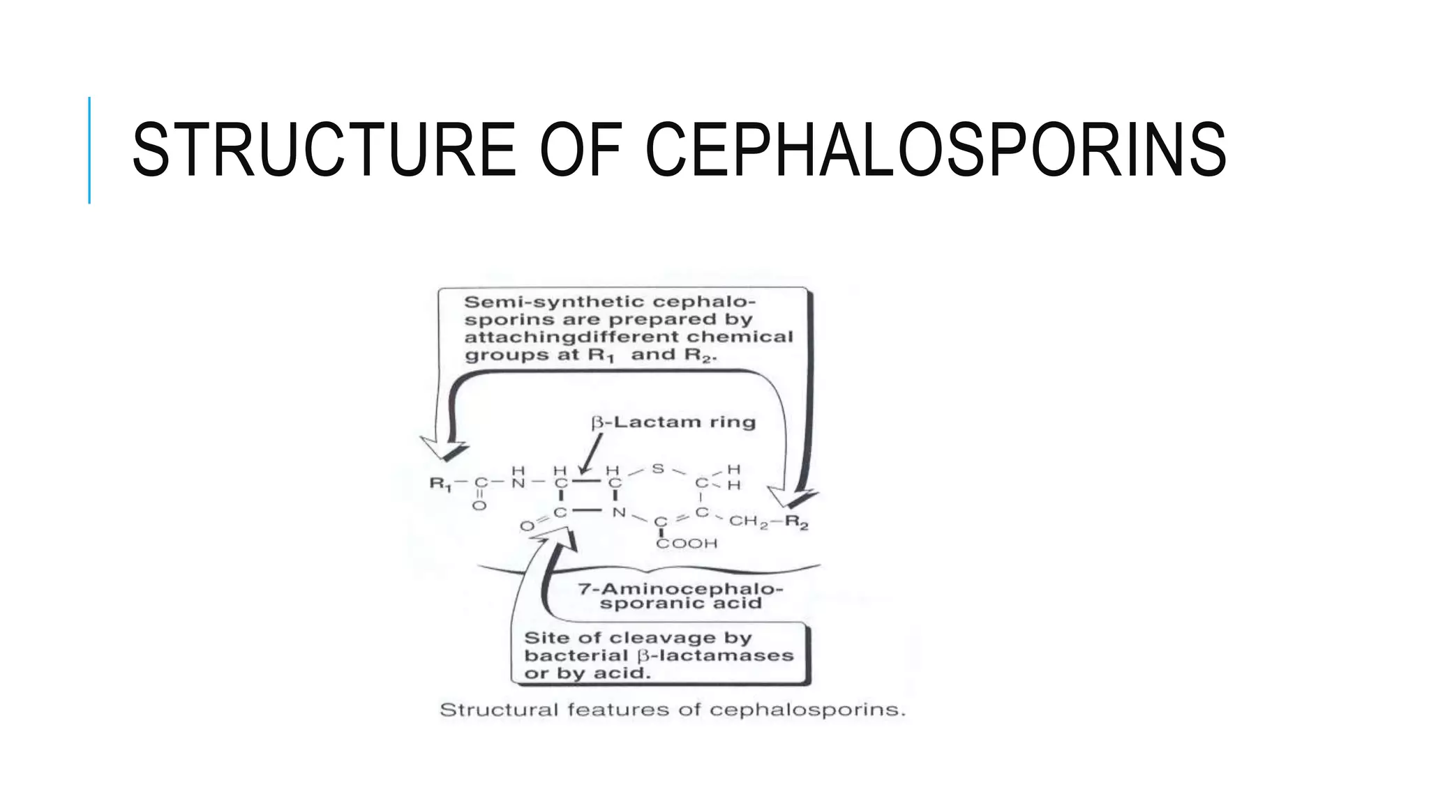 Cephalosporins | PPTX