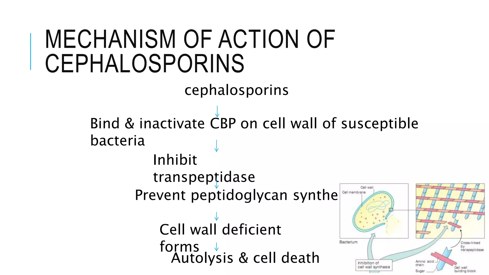 Cephalosporins Pptx