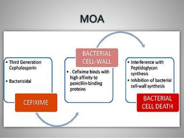 Cephalosporins & beta lactams