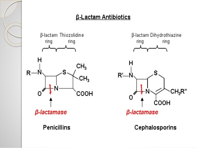 Cephalosporins & other β lactam antibiotics