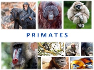 different primates all over the world | PPT