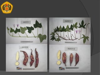 PENGELOLAAN DAN PEMANFAATAN PLASMA NUTFAH UBI JALAR LOKAL JAWA BARAT | PDF