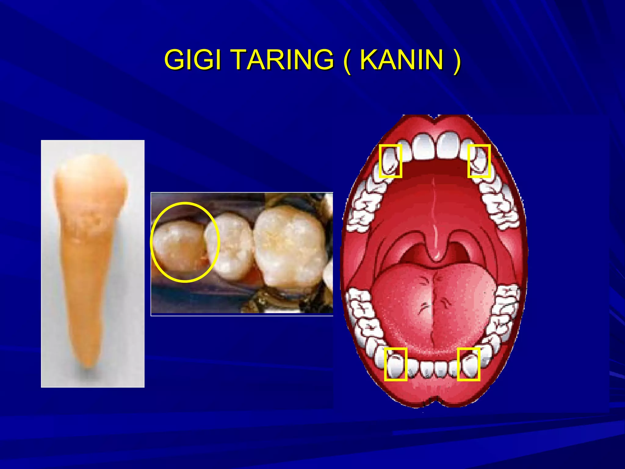 Ceramah pergigian tahap 1 | PPT