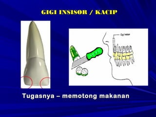 Ceramah pergigian tahap 1 | PPT