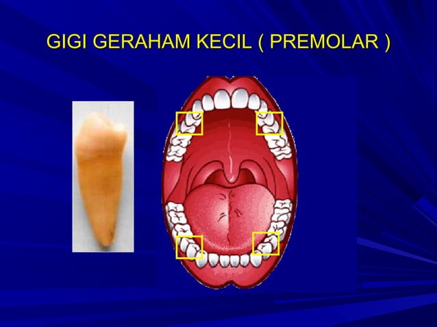 Ceramah pergigian tahap 1 | PPT