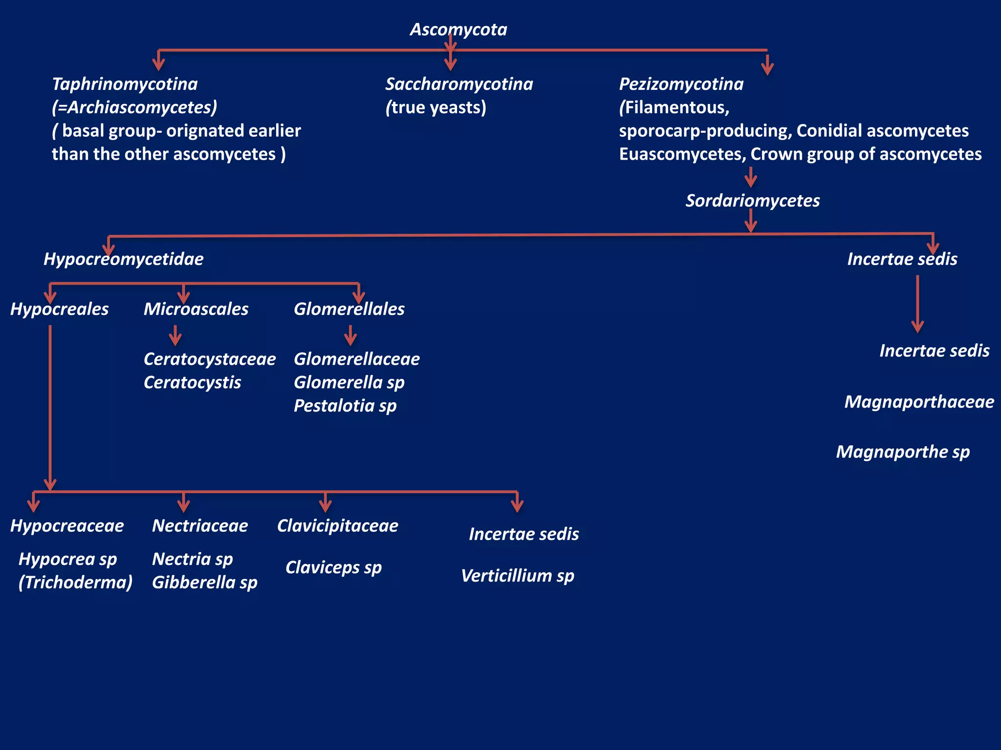 Ceratocystis, Colletotrichum, Botryodiplodia&Magnaporthe.pptx