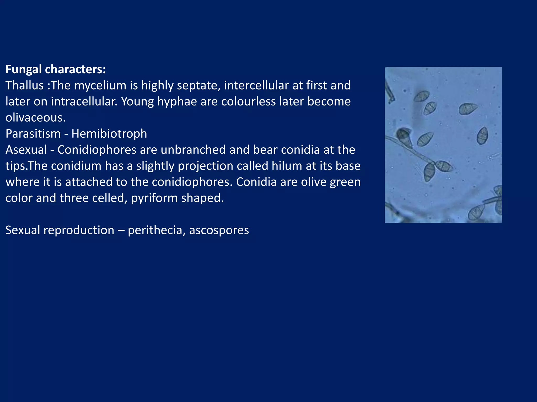 Ceratocystis, Colletotrichum, Botryodiplodia&Magnaporthe.pptx