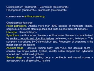 Ceratocystis, Colletotrichum, Botryodiplodia&Magnaporthe.pptx