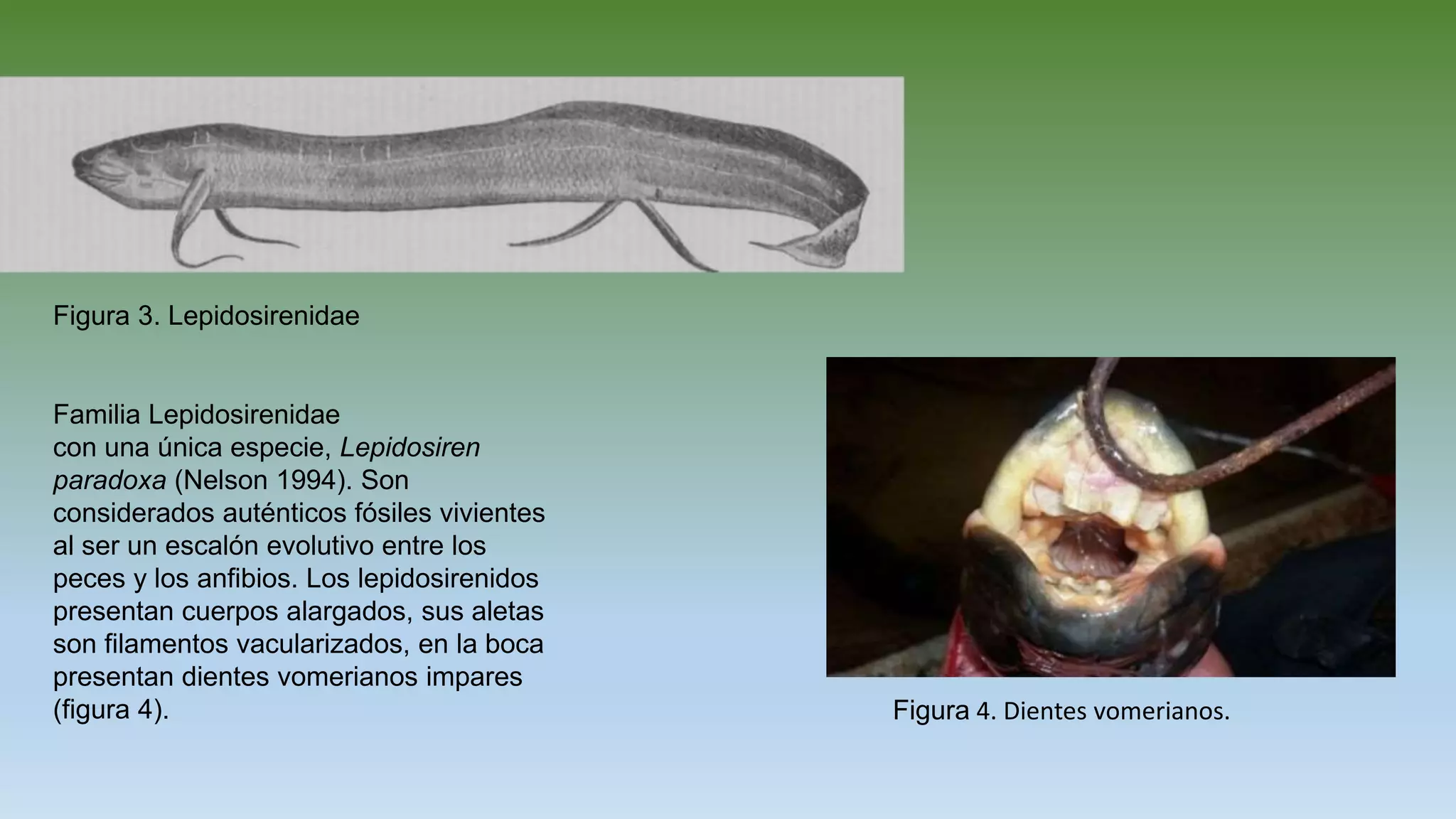 Peces: Orden Ceratodontiformes (Peces pulmonados) | PPTX