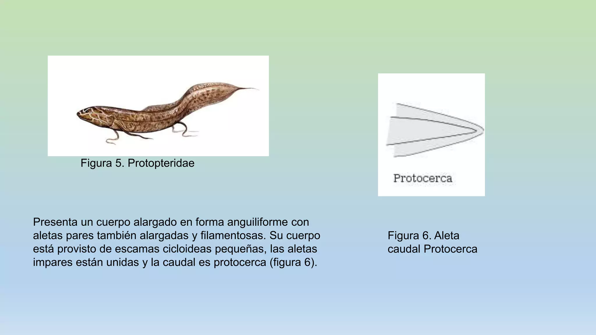 Peces: Orden Ceratodontiformes (Peces pulmonados) | PPTX