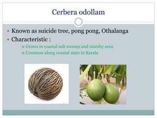 Cerbera odollam | PPTX