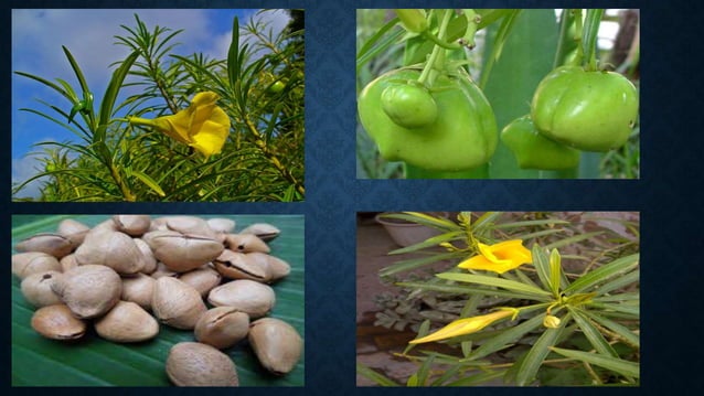Cerbera thevetia | PPTX | Heart and Cardiovascular Diseases | Diseases ...