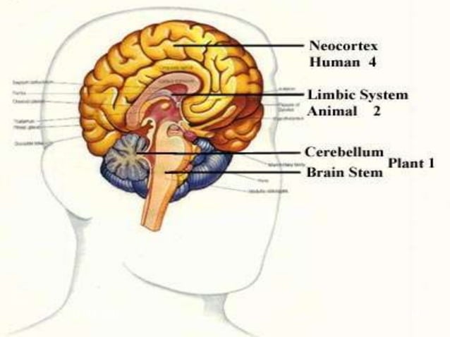 Cerbral Cortex Ppsx