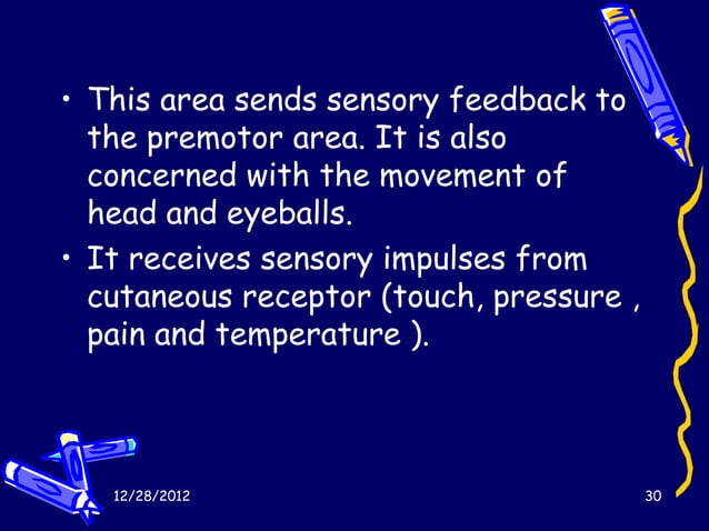 Cerbral Cortex Ppsx