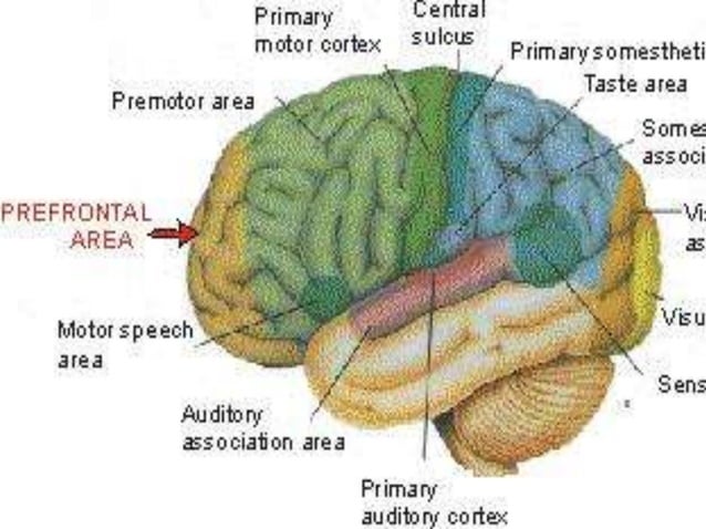Cerbral cortex. | PPSX
