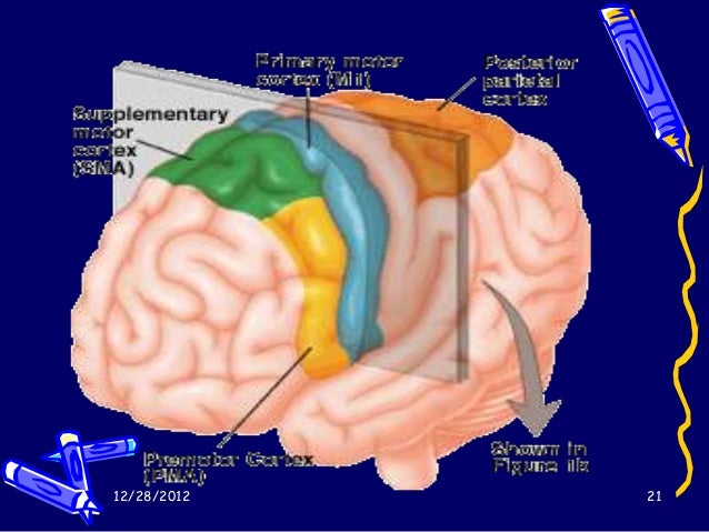 Cerbral cortex.