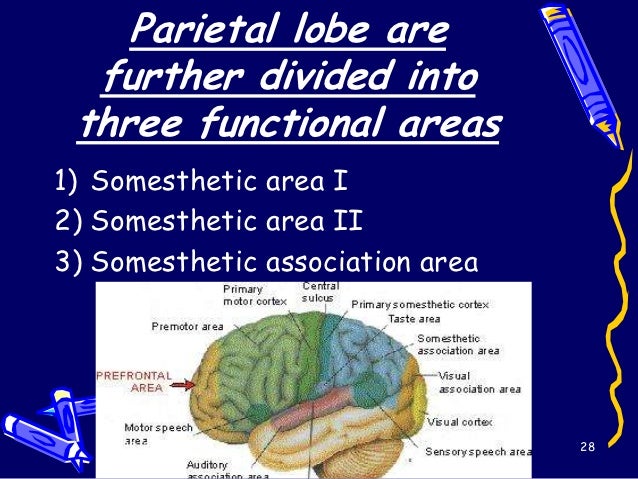 Cerbral cortex.