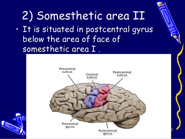 Perietal Association Cortex