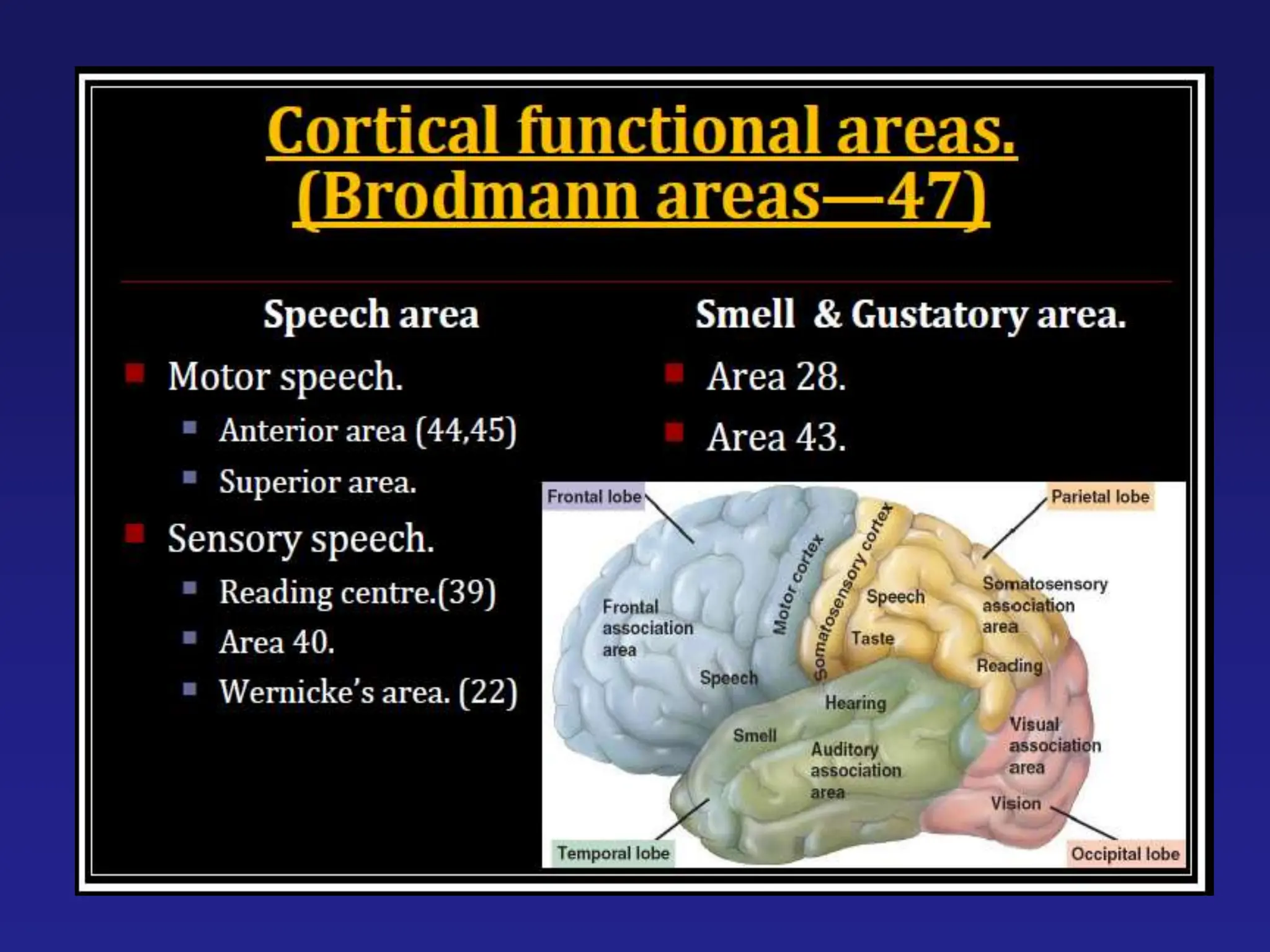 physiology of cerebral cortex, cerbral cortex.ppt