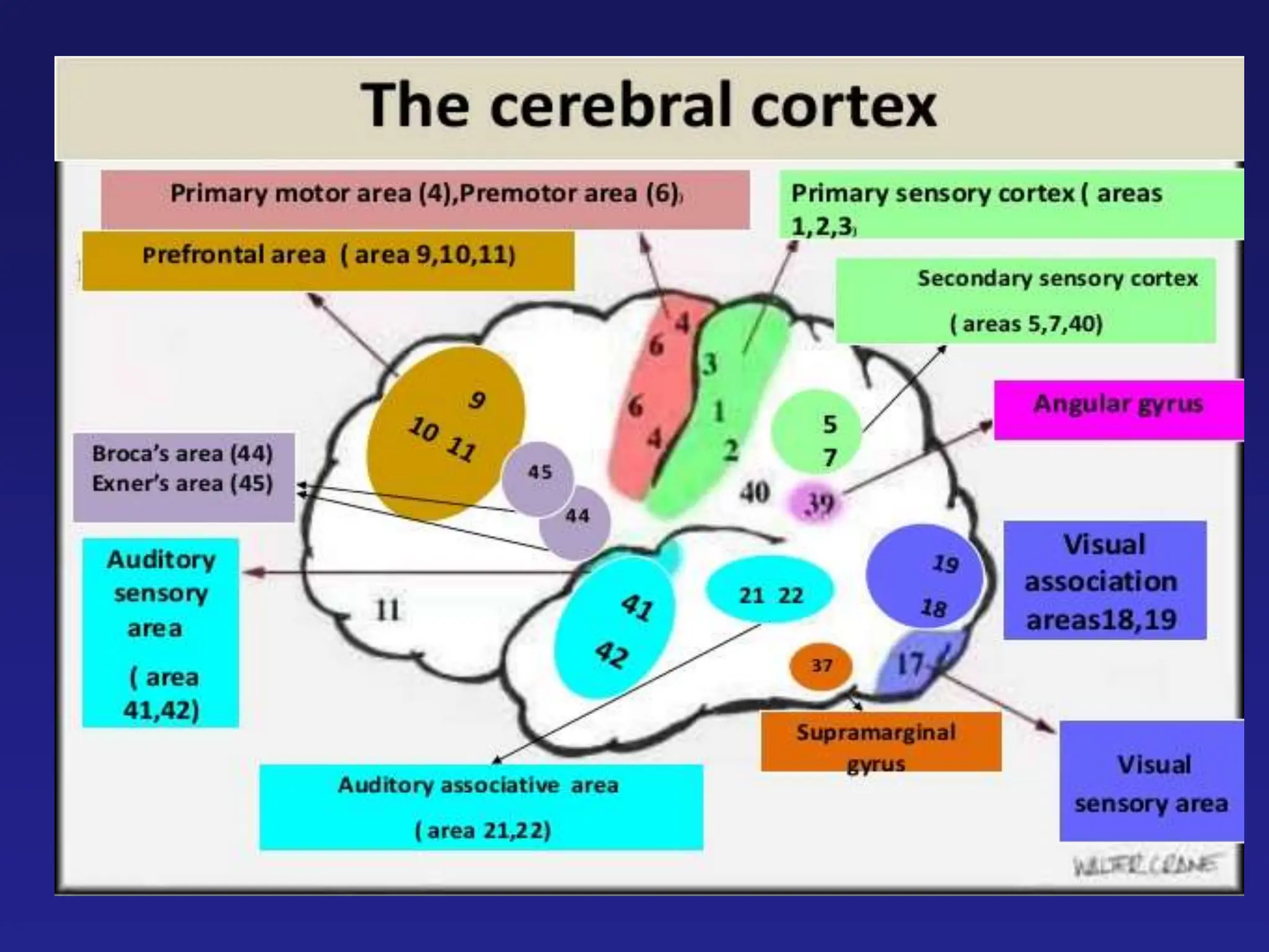 physiology of cerebral cortex, cerbral cortex.ppt